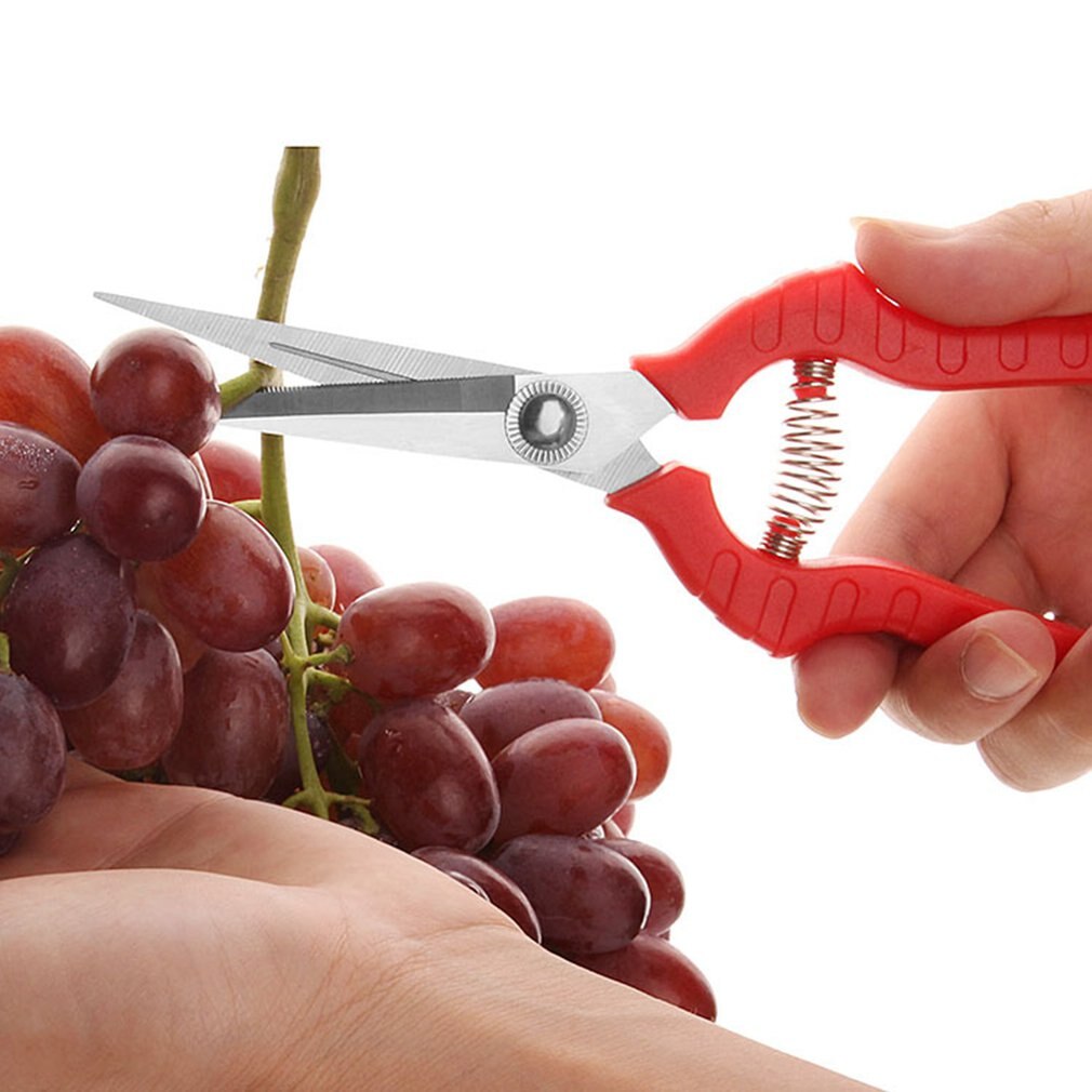 Gardening Pruning Scissors Fruit Bud Scissors Frui... – Grandado