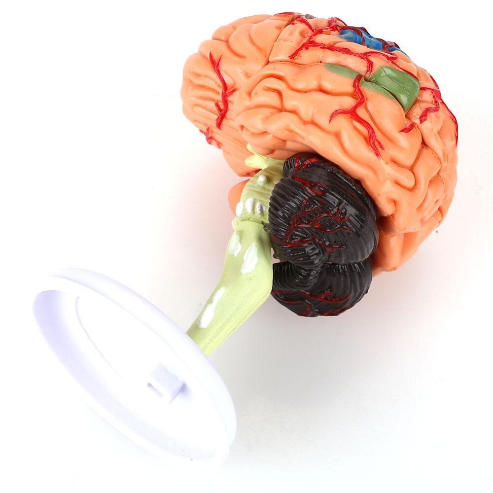 4D Gedemonteerd Anatomisch Brain Model Van Menseli... – Vicedeal