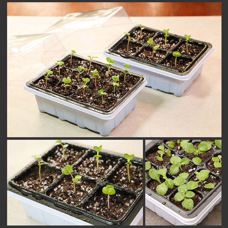 6/12-hole Seedling Box Tray Seed Plant Starter Tra... – Grandado