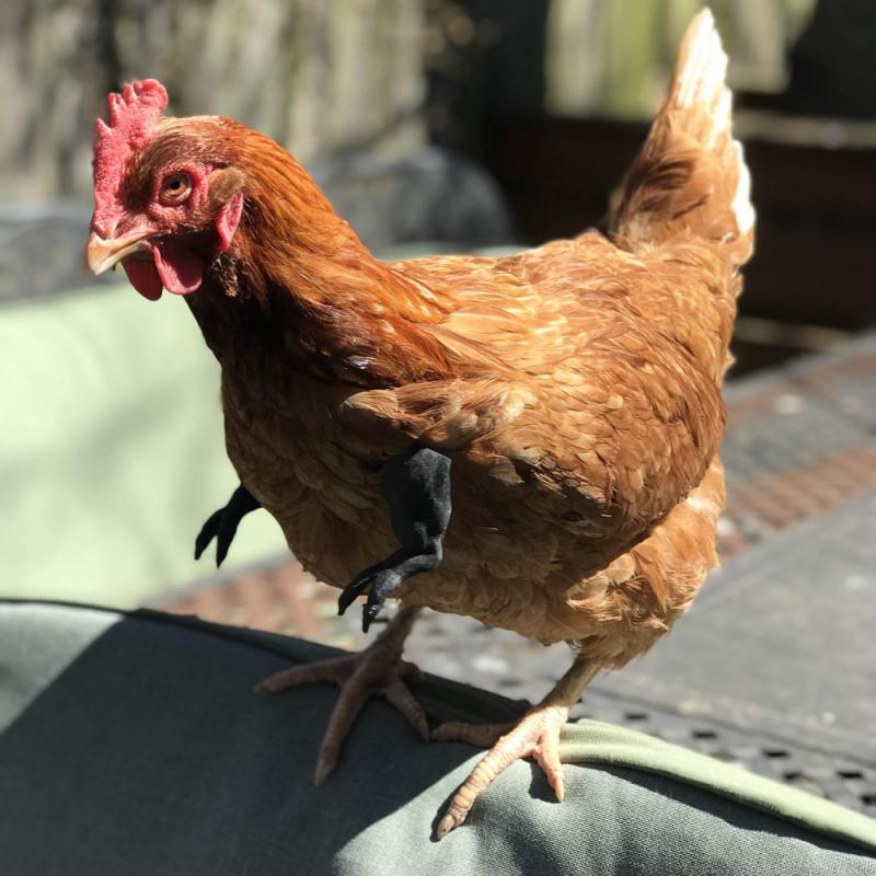 1PC Chicken Arm Toy Chicken Foreleg Ornaments Funn... – Vicedeal