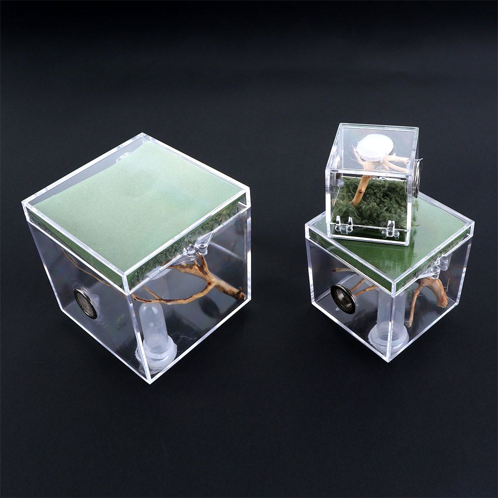 1 Set Ant Spider Small Insect Transparent Terrariu... – Grandado