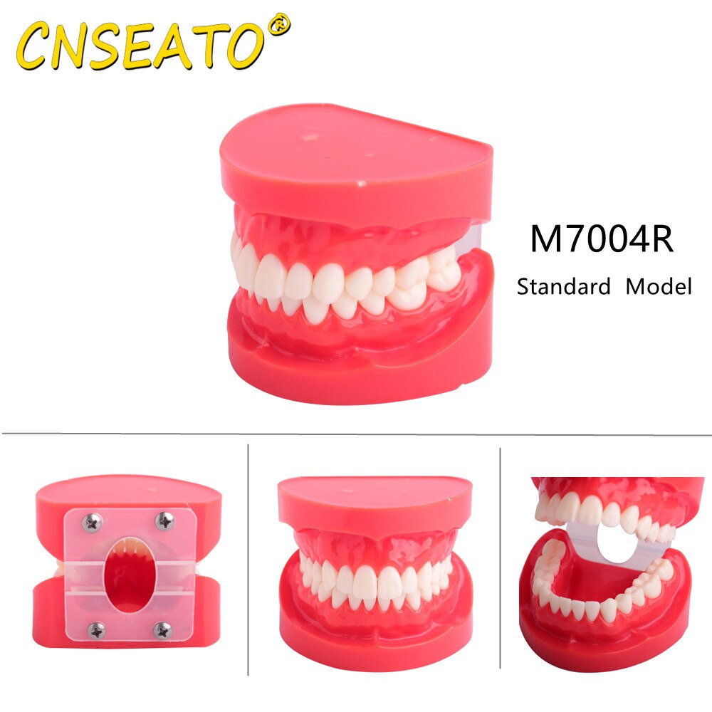 CNSEATO Dental 1:1 Standard Adult Teeth Model M700... – Vicedeal