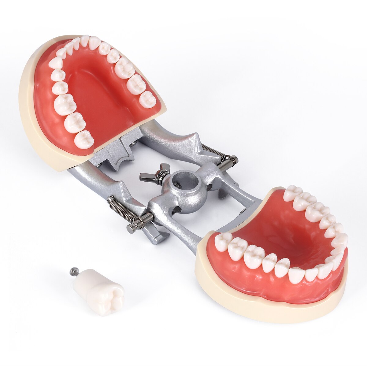 Azdent Dental Typodont Teaching Teeth Model With R... – Grandado