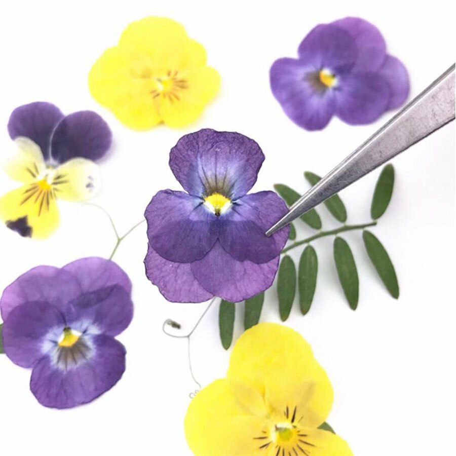 60pcs Pressed Dried Pansy Corydalis Suaveolens Han... – Vicedeal