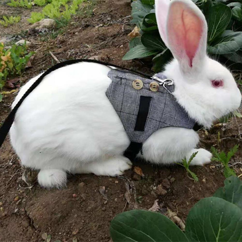 Rabbit Harness Small Animal Vest Lead Walking Safe... – Vicedeal