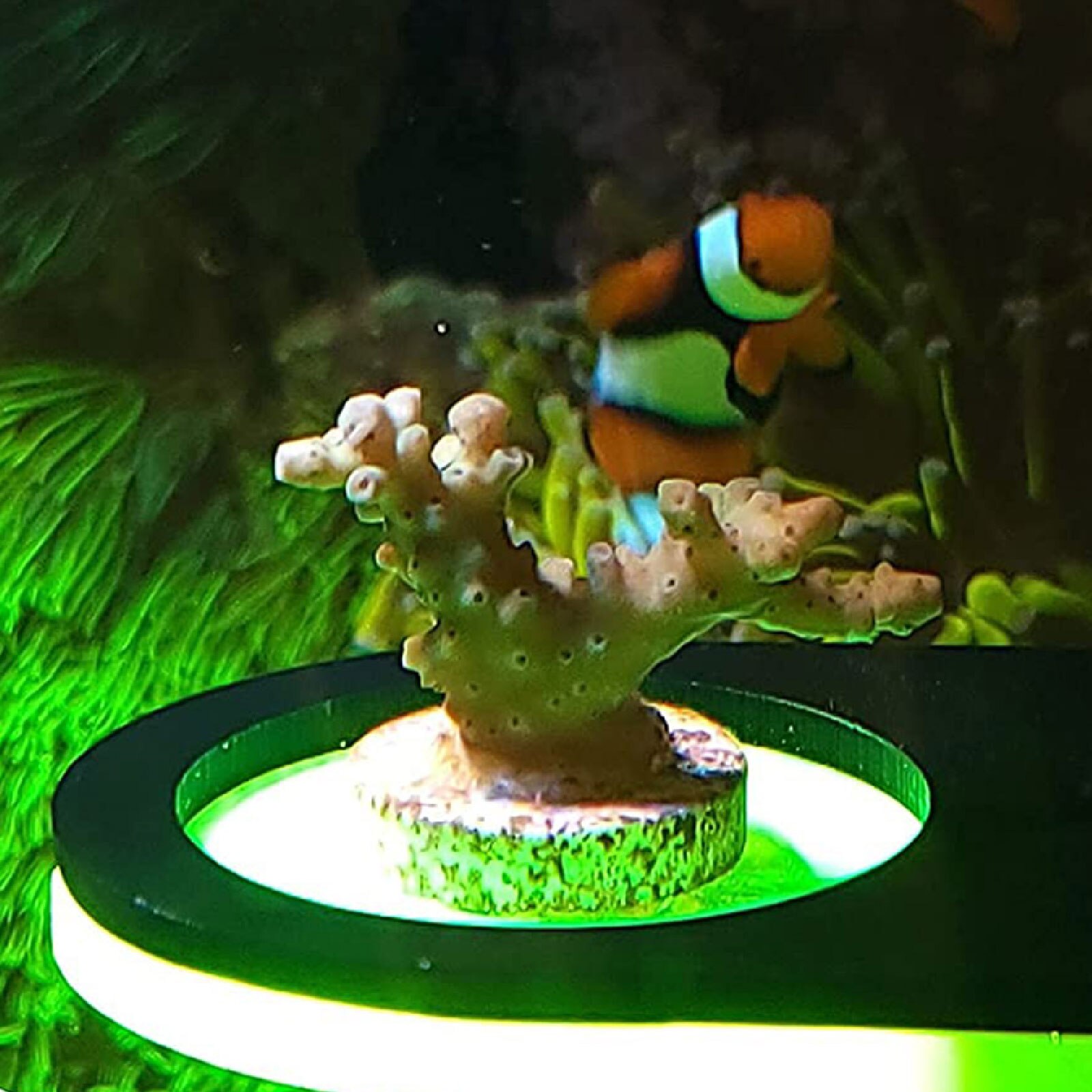 4pcs Fluorescent Coral Rack Aquarium Supplies Cora... – Grandado