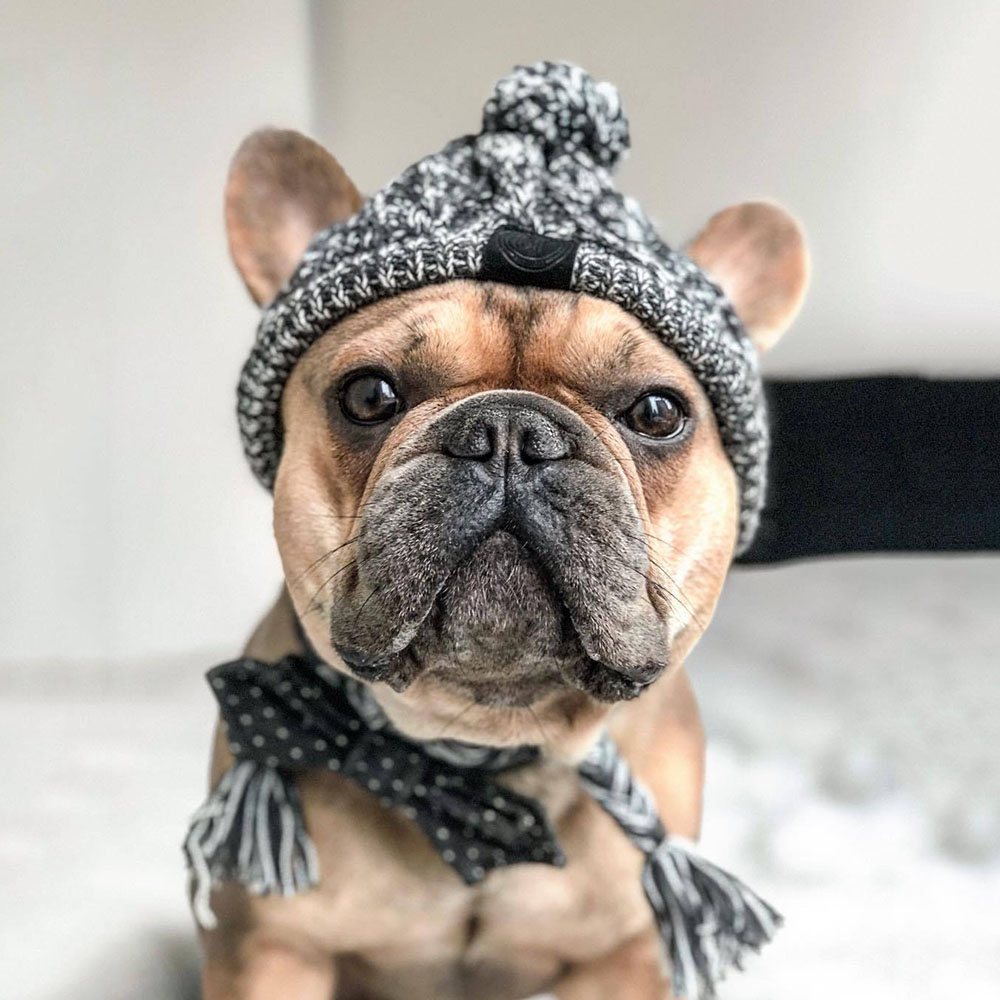 Winter Huisdier Kat Hond Hoed Cap Kerst Warm Windd... – Grandado