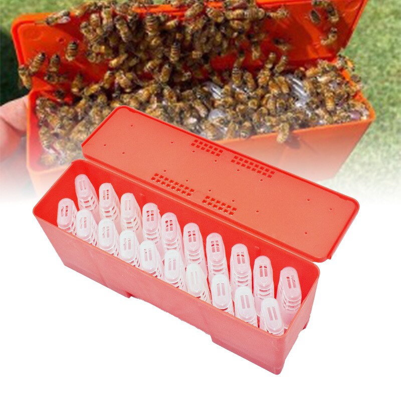 1PC Red Beekeeping Queen Bees Boxs with 20PCS Bee ... – Grandado