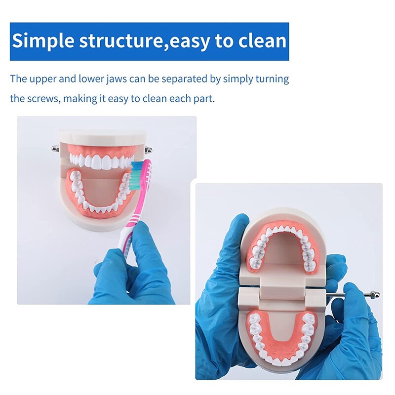2 Pack Standard Teeth Model - Mouth Model Human Te... – Grandado