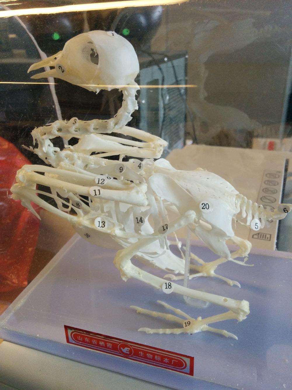 pogeon skeletal specimens pigeon skeleton model ed... – Grandado pogeon skeletal specimens pigeon skeleton model ed... – Grandado