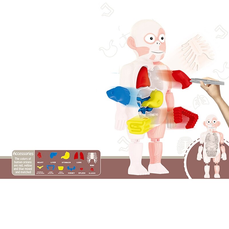 Halloween Human Body Anatomy Model Plastic Human O... – Grandado