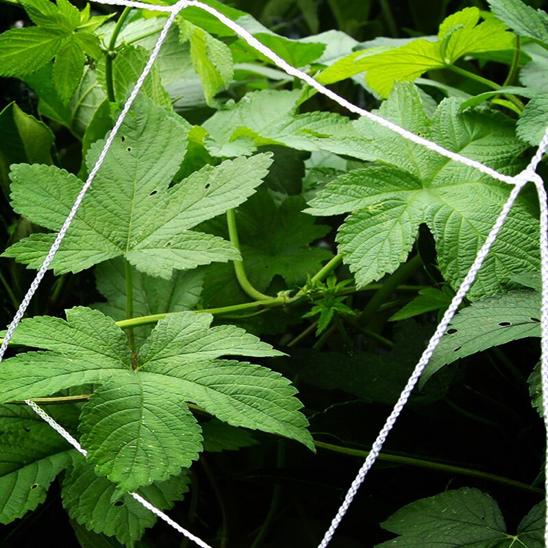 Garden Plant Trellis Netting Plant Climbing Net Pl... – Grandado