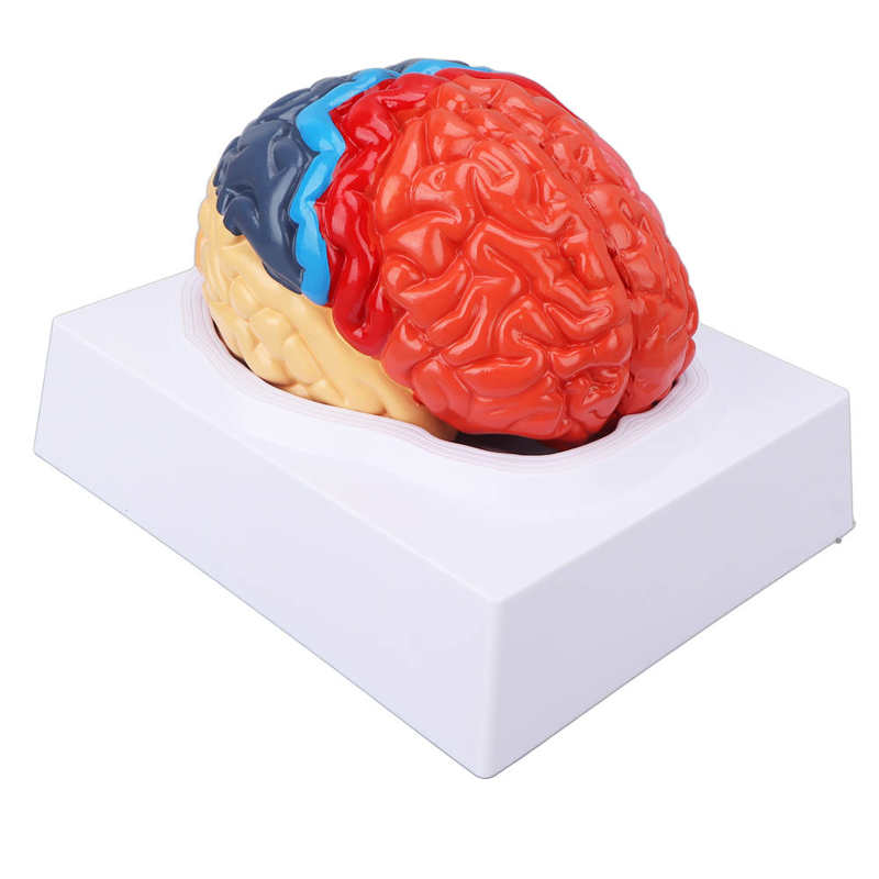 Human Brain Anatomisch Model Indicator Diagram Ana... – Vicedeal