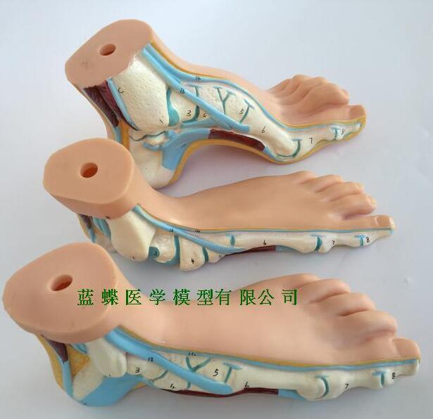 Foot model human foot palm muscle model arch foot ... – Grandado