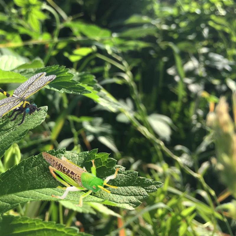 Modelo de insectos de plástico para niños, juguete... – Grandado