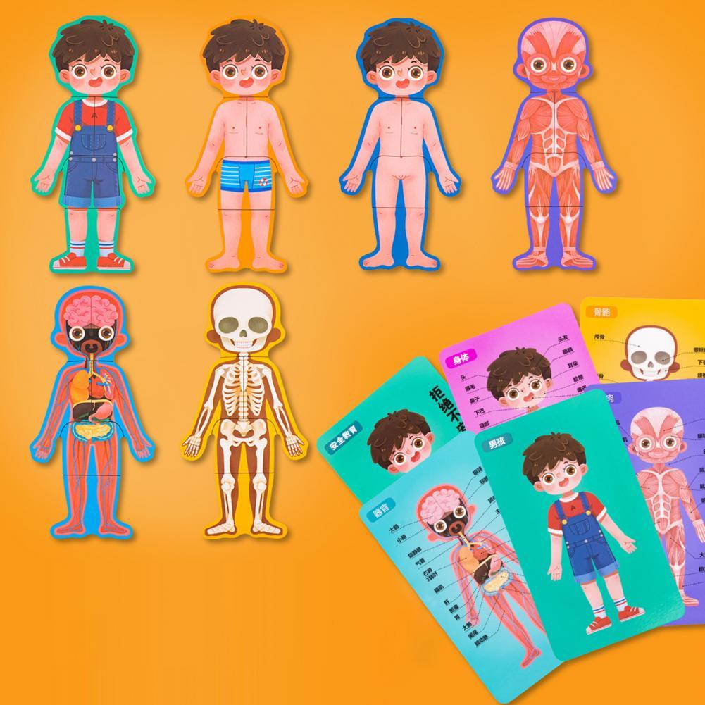 Wooden Human Body Structure Puzzle Toy Toddlers Ki... – Grandado