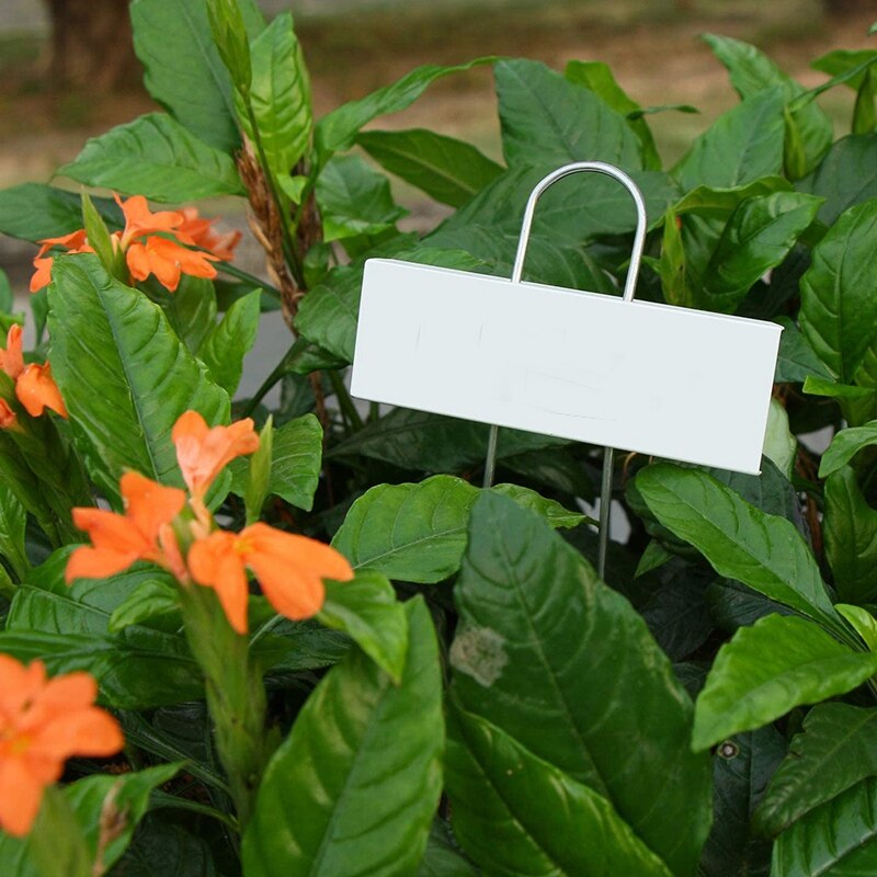 30 pces horticultura rótulo de planta de crescimen... – Grandado