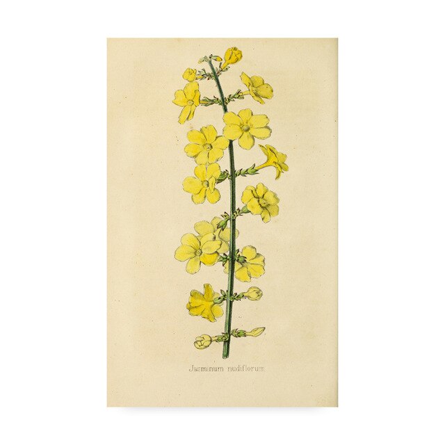 Antique Botanical Flowers Art Posters and Prints V... – Grandado