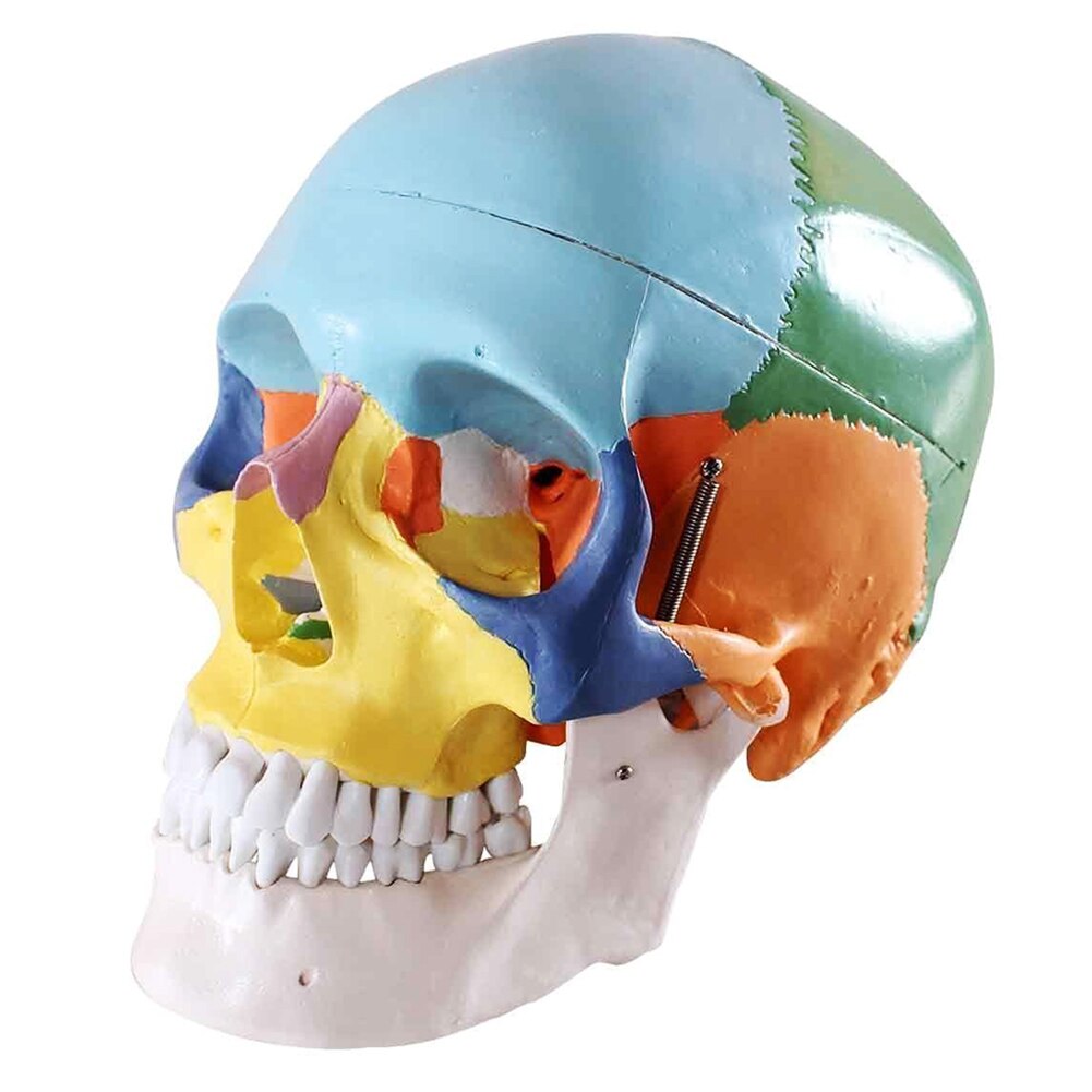 Colored Skull Model Sectioned Head Model Teaching ... – Grandado