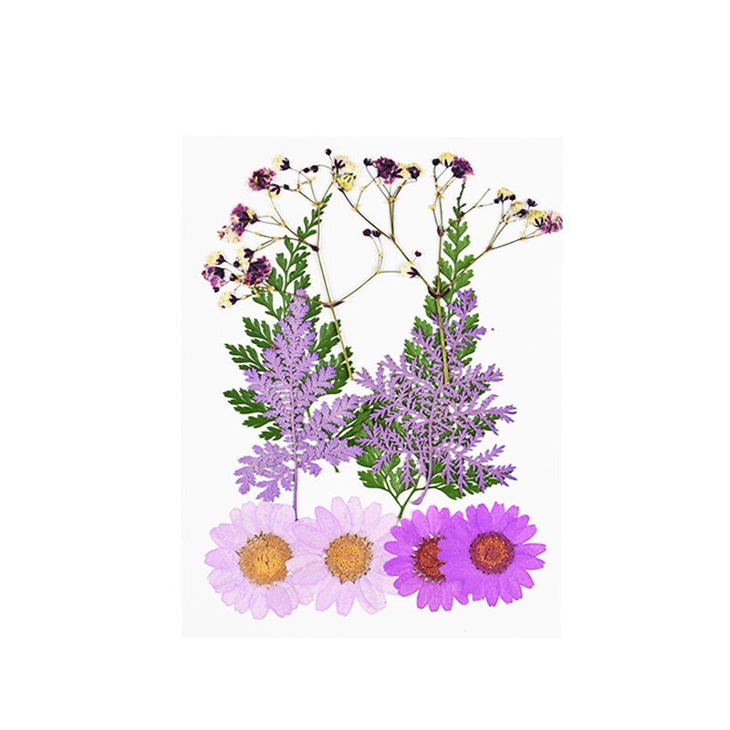 Geperste Bloemen Kleine Gedroogde Bloemen Diy Craf... – Vicedeal