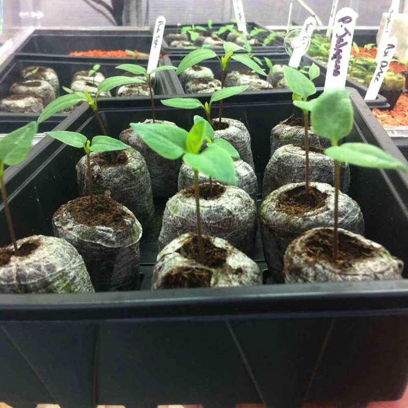 50Pcs 3cm Transplanting Plugs Soil Block Garden St... – Grandado