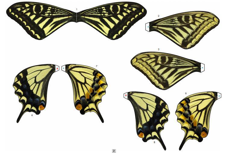 Papilio insect paper model 3D handmade DIY kinderg... – Grandado