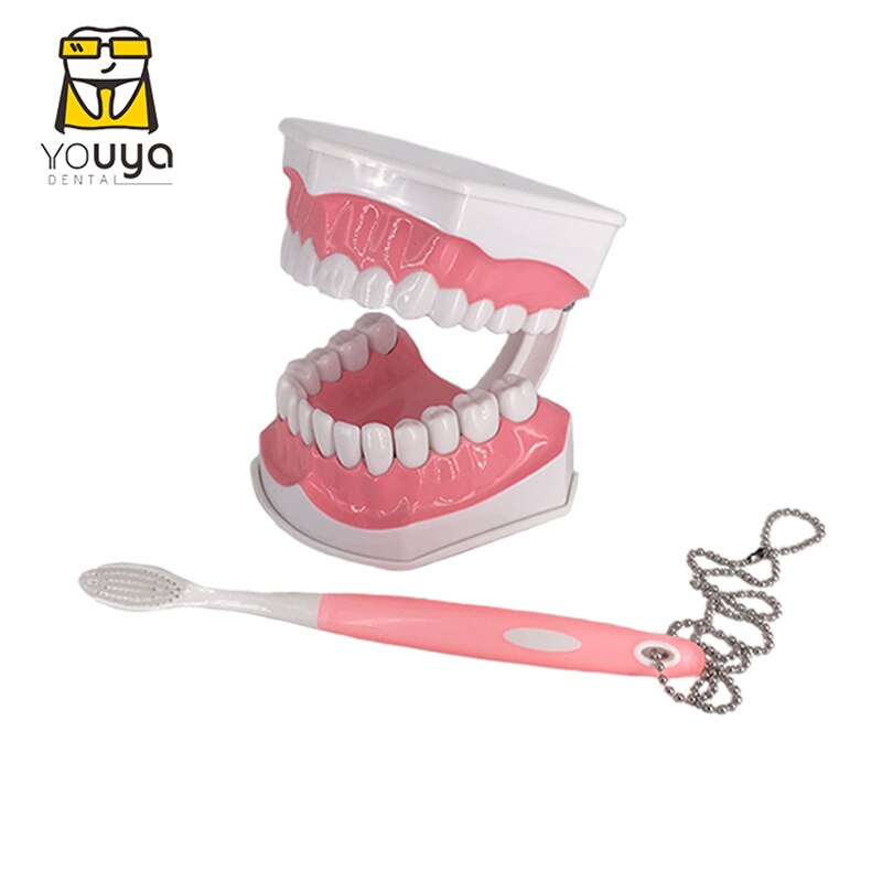 Standard Dental Teaching Model Study On The Struct... – Grandado