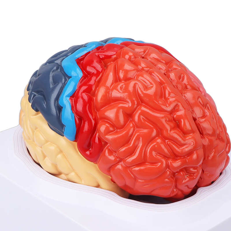 Human Brain Anatomisch Model Anatomisch Brain Gemo... – Grandado