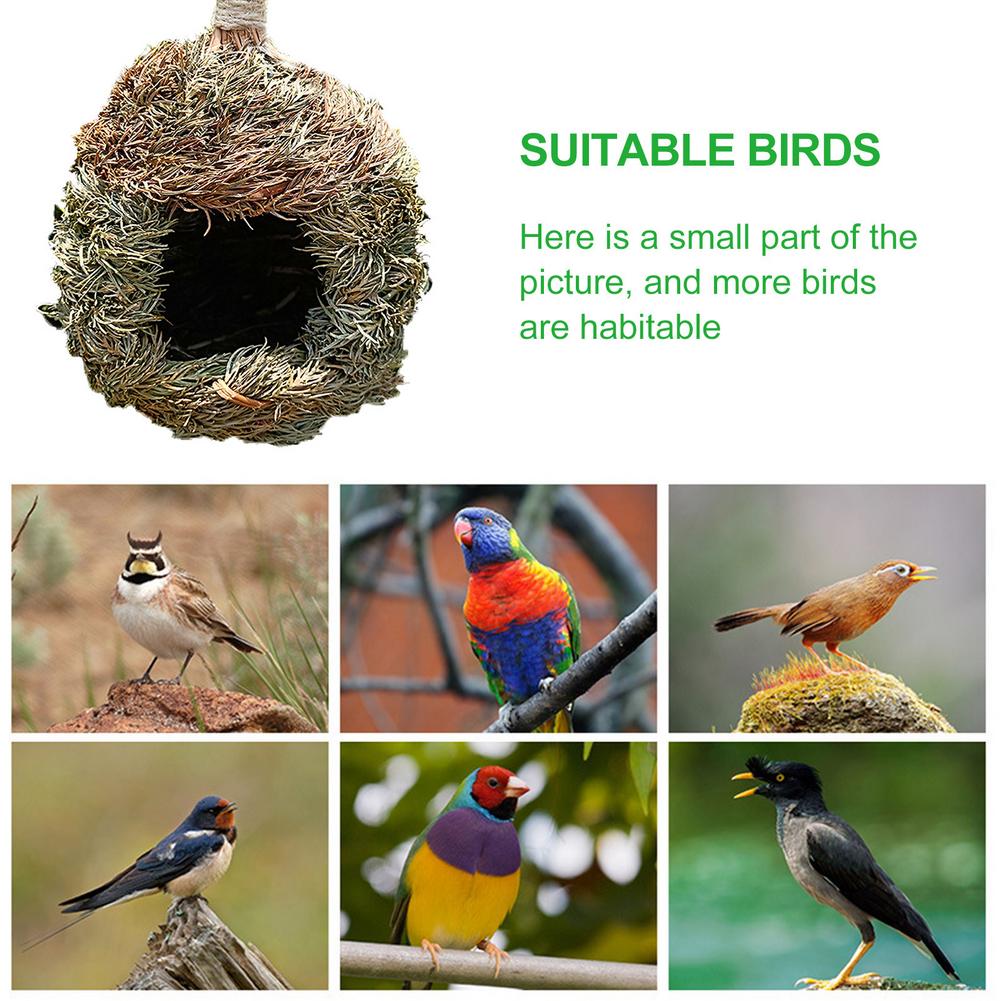 Cryptomeria Witte Meloen Ronde Vogel Huis Stro Gew... – Grandado