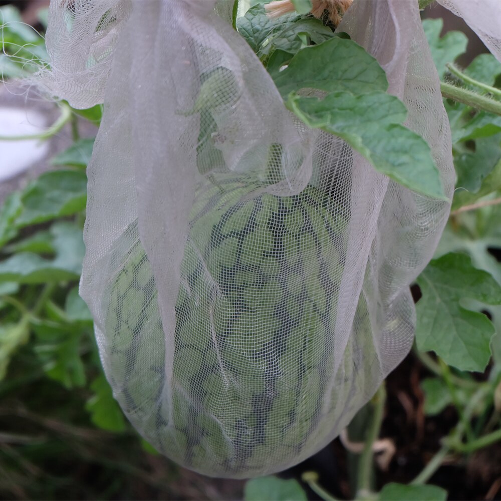 6/10M garden crop plant net netting bird net insec... – Grandado