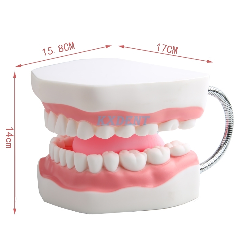 1pcs 6 Times Dental Adult Teeth Model Oral Teeth M... – Grandado