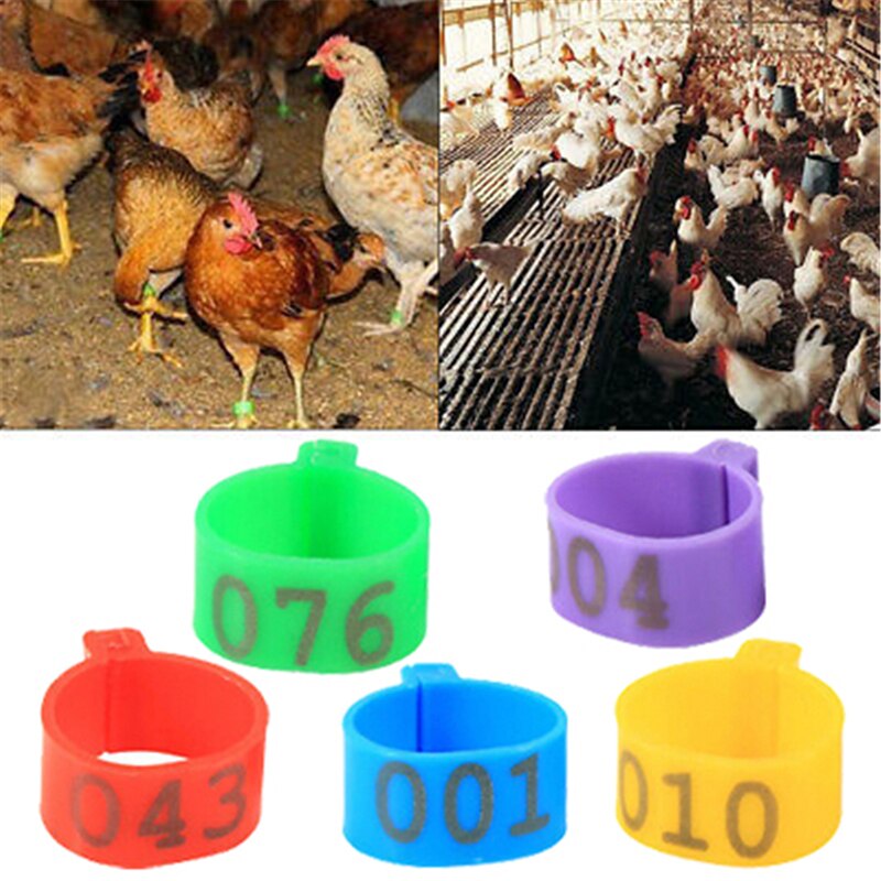 100 Pcs 5 Colors Pigeon Geese Quail Bird Ring Carr... – Vicedeal
