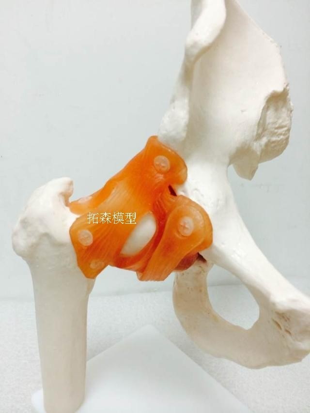 Human heupgewricht Dijbeen Skelet model Onderwijs ... – Vicedeal