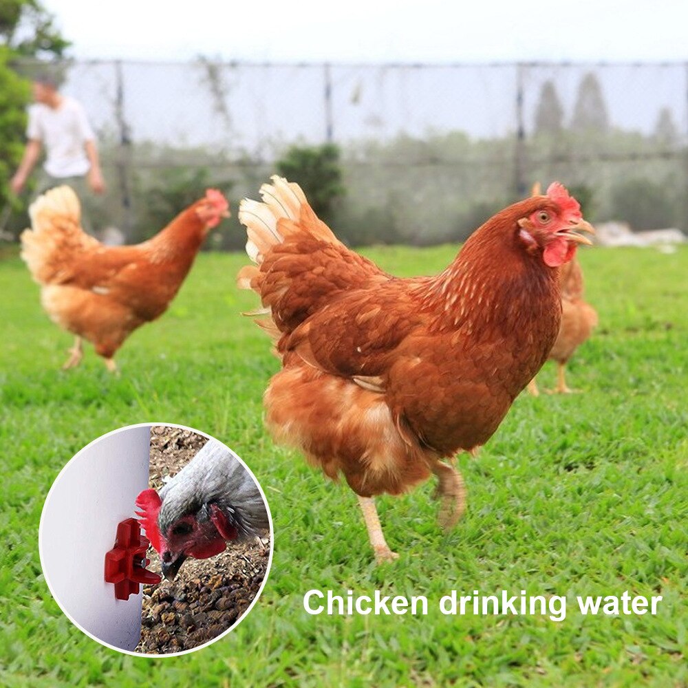 Dispensador de agua automático para pollos Horizon... – Grandado