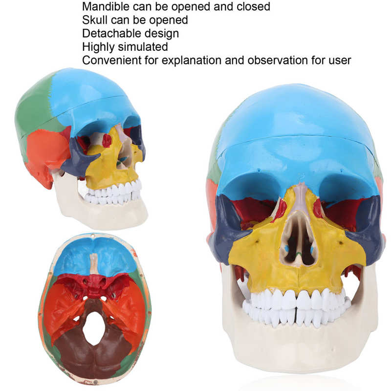 Colored Skull Model PVC Skull Model for School Hos... – Grandado