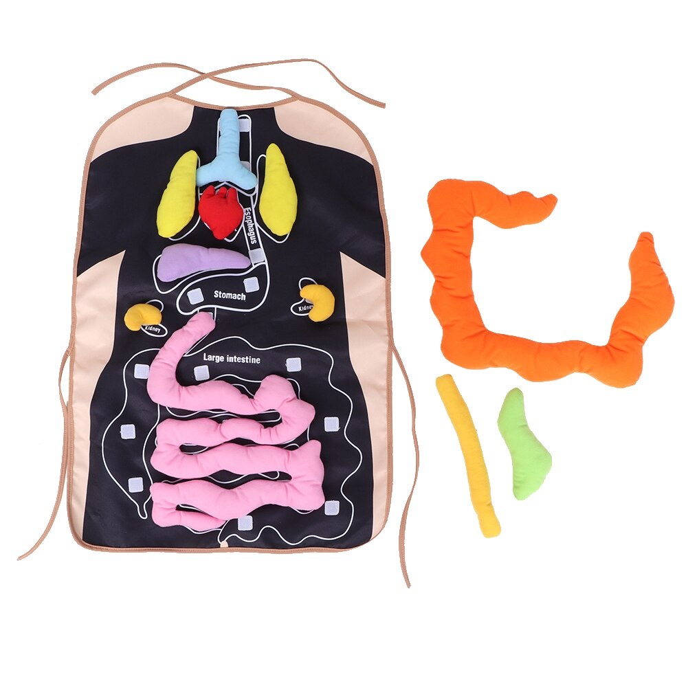 Human Body Organs Apron 3D Organ Apron Preschool T... – Grandado