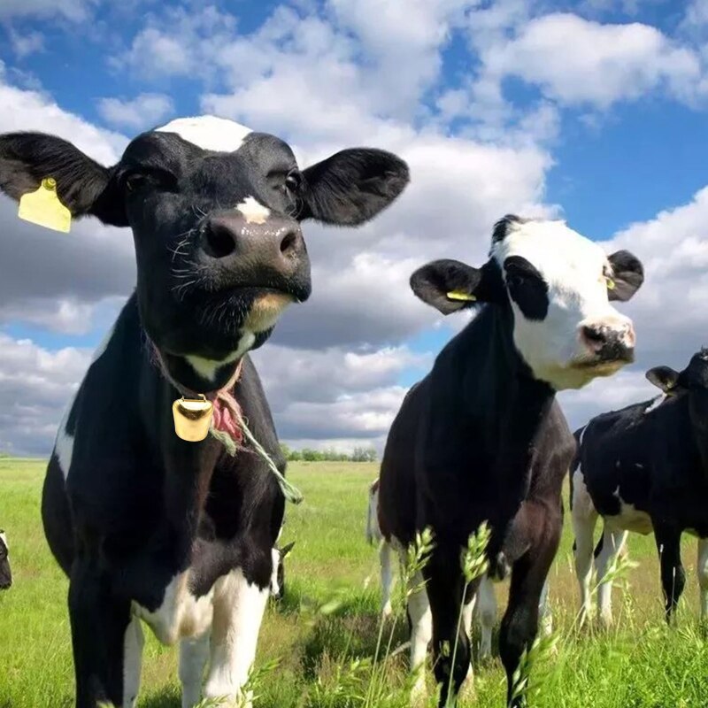 1 peça sino vaca cavalo ovelhas pastoreio grande s... – Grandado