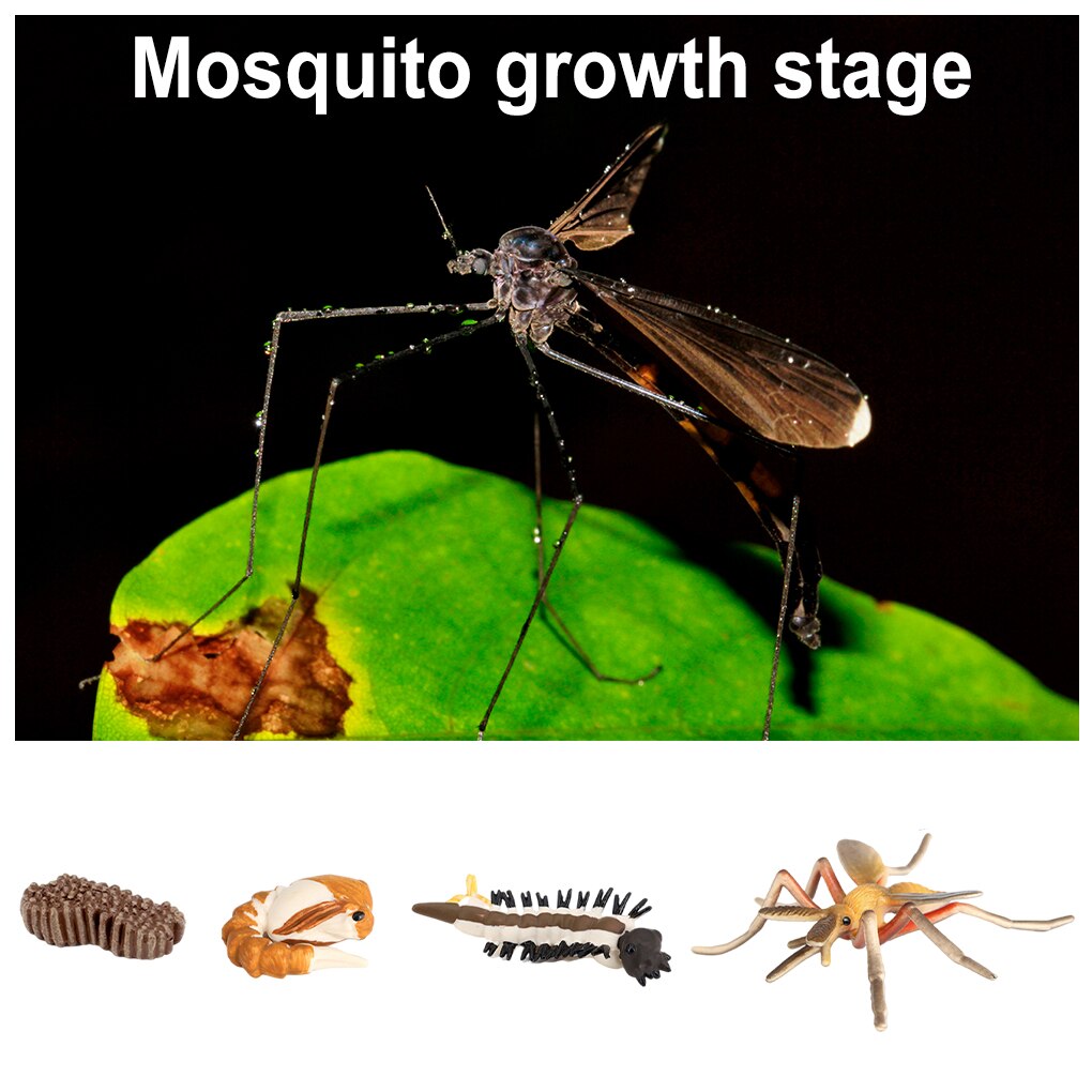 Mosquito Models Kit Simple Small Animal Model Inte... – Grandado