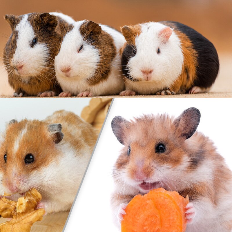 Pet Hamster Wooden Mazes Tunnel Gerbil Rat Mouse M... – Grandado