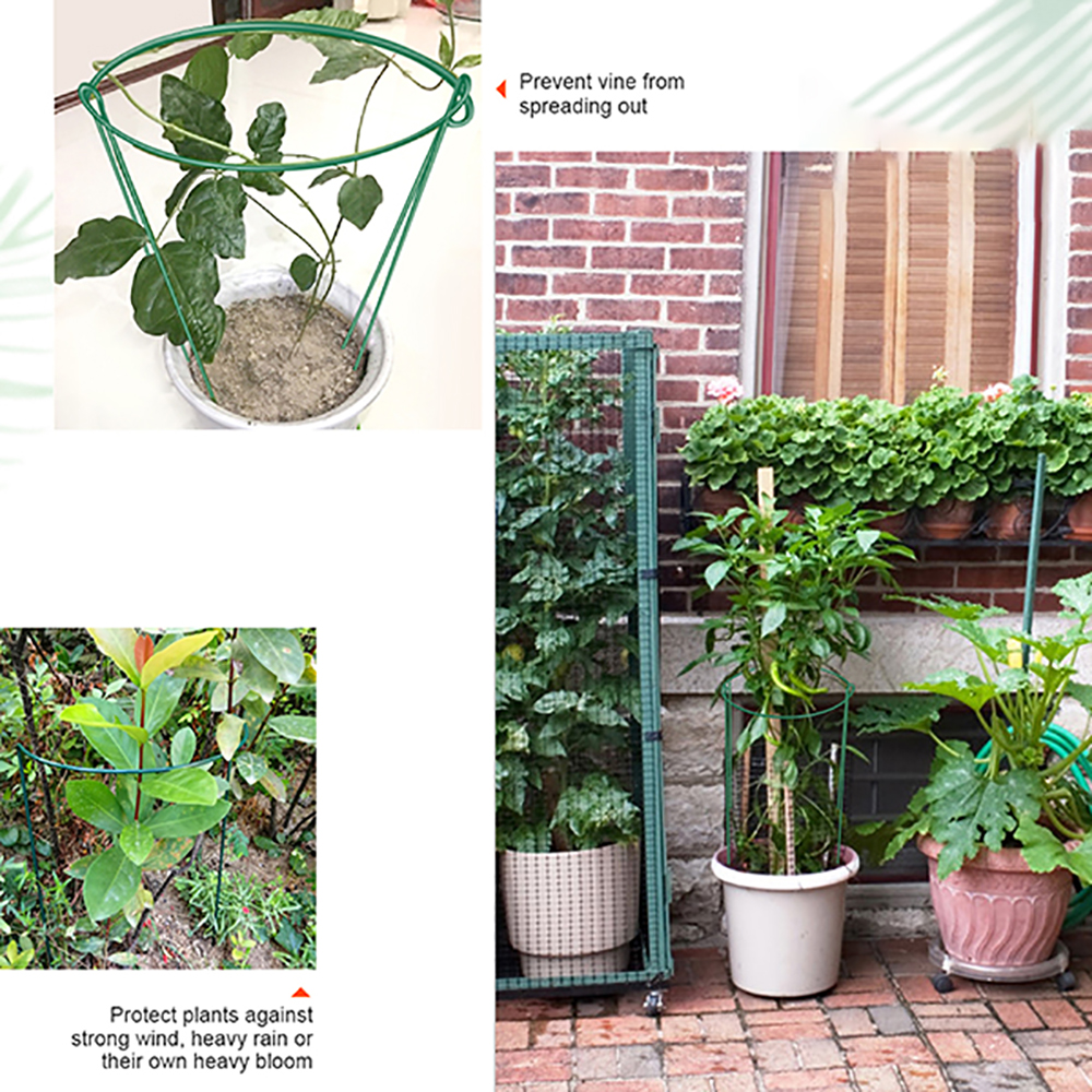 Rose Flowers Vine Garden Supply Garden Support Sta... – Grandado