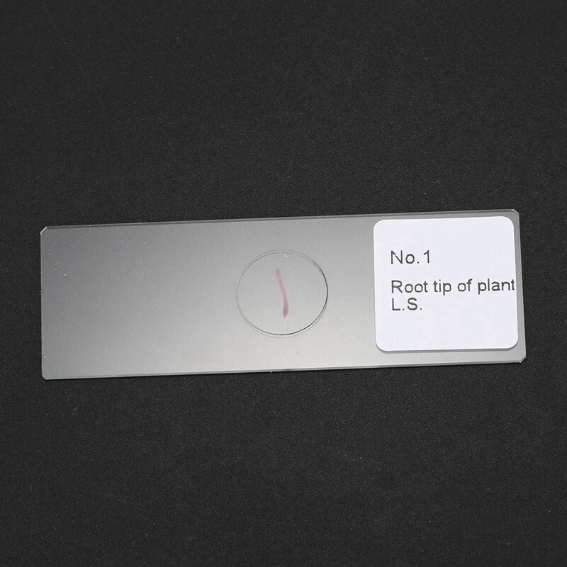 AU42 -50PCS Animal Plant Cell Glass Slide with Box... – Grandado