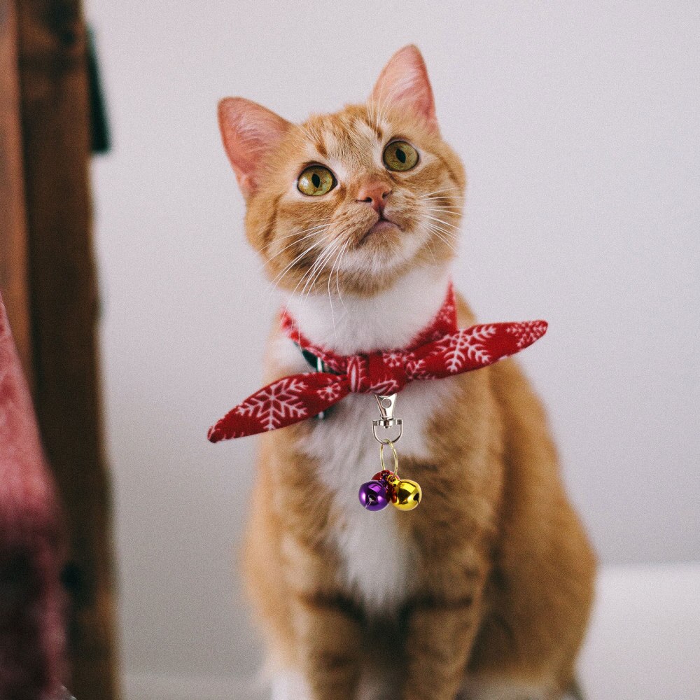 4pcs Cat Necklace Supplies Durable Cat Keychain Be... – Grandado