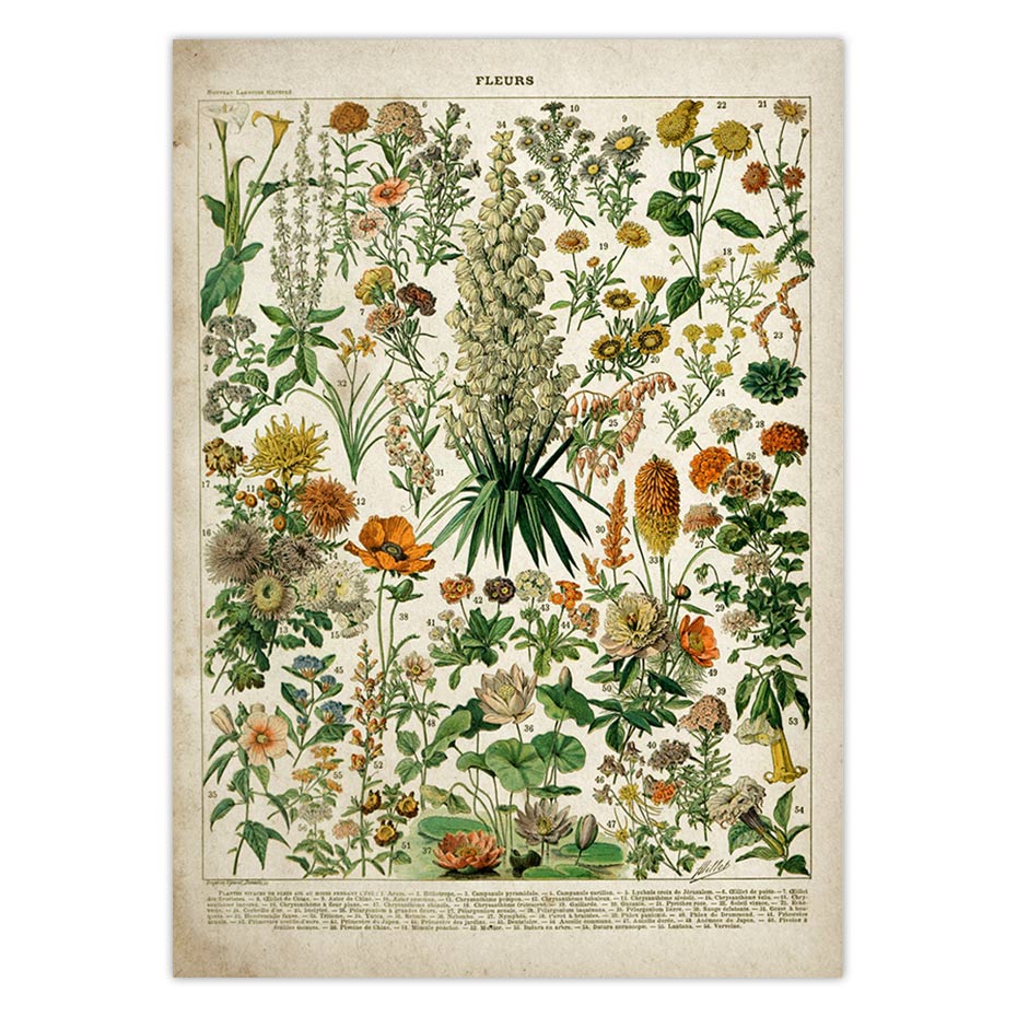 Vintage Flower Poster Antique Floral Print Art Bot... – Vicedeal