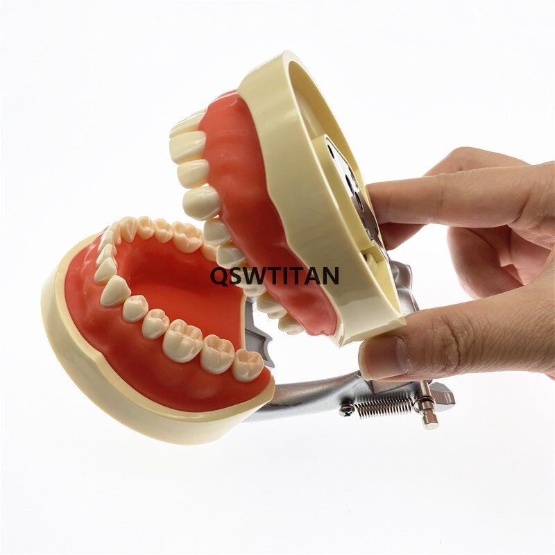 Dental Model Soft gums Soft gingiva Removable Teet... – Grandado