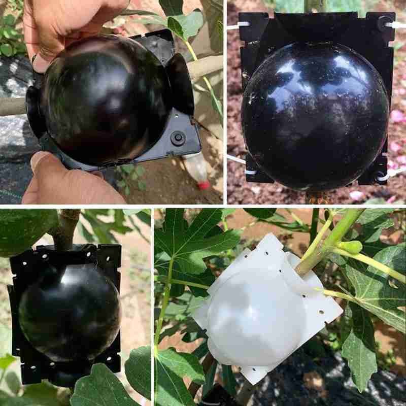 Plant Rooting Ball Grafting Rooting Growing Box Br... – Vicedeal