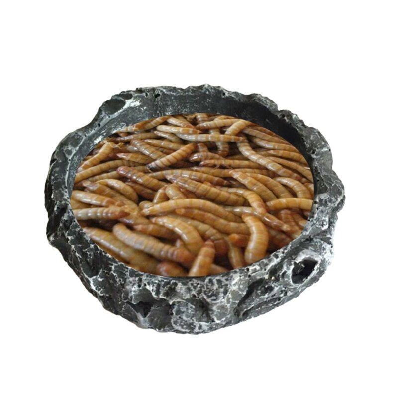 Terrarium Bowls Reptile Food Bowl Worm Dish Turtle... – Grandado