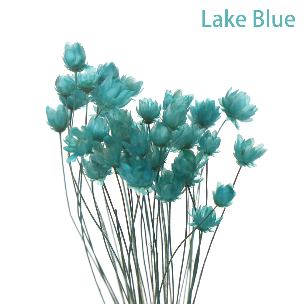 30pcs Colorful Decorative Dried Flowers Mini Daisy... – Grandado