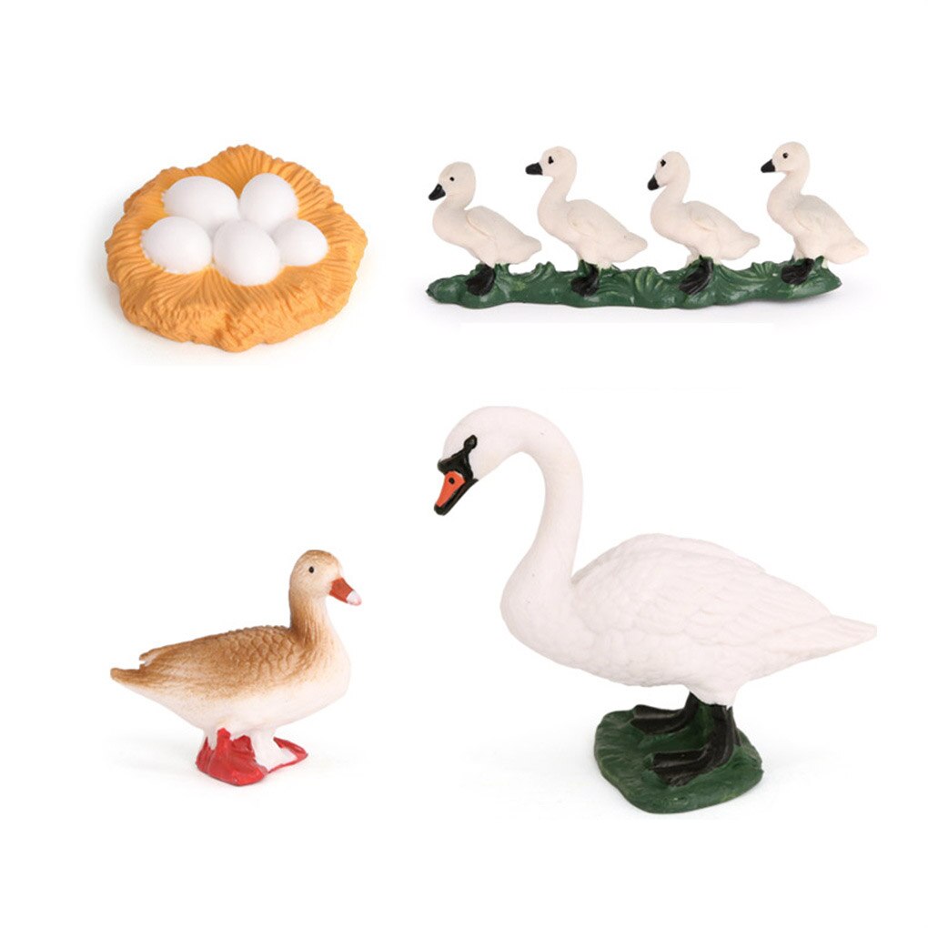 1 Set Swan Life Cycle Models Interesting Unique An... – Vicedeal