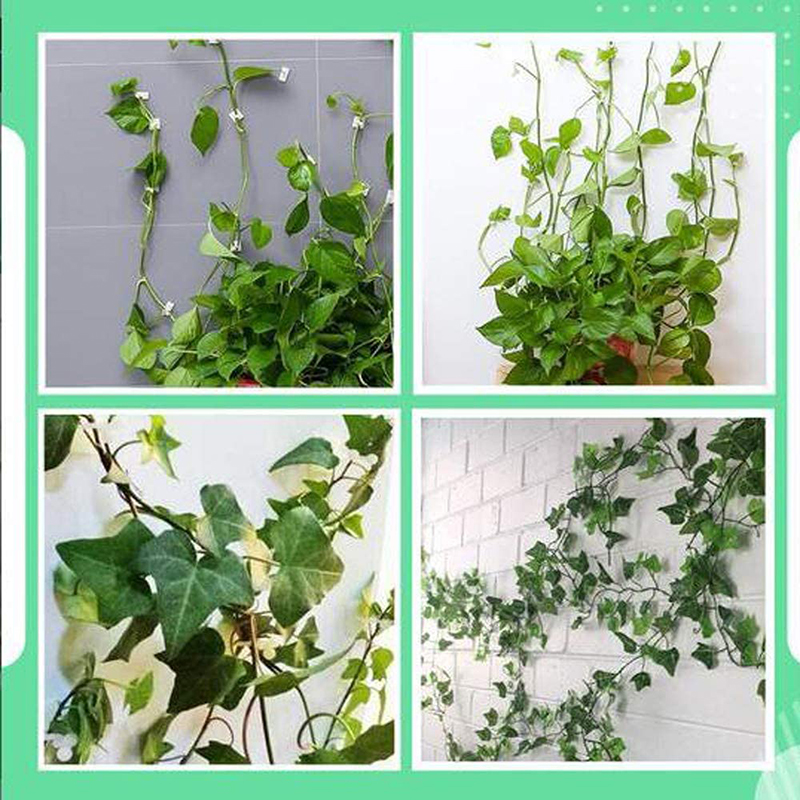 10/20/50Pcs Invisible Wall Vines Fixture Wall Stic... – Grandado