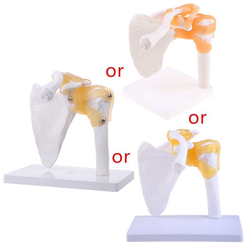 Functional Anatomical Life Size Human Anatomy Skel... – Vicedeal